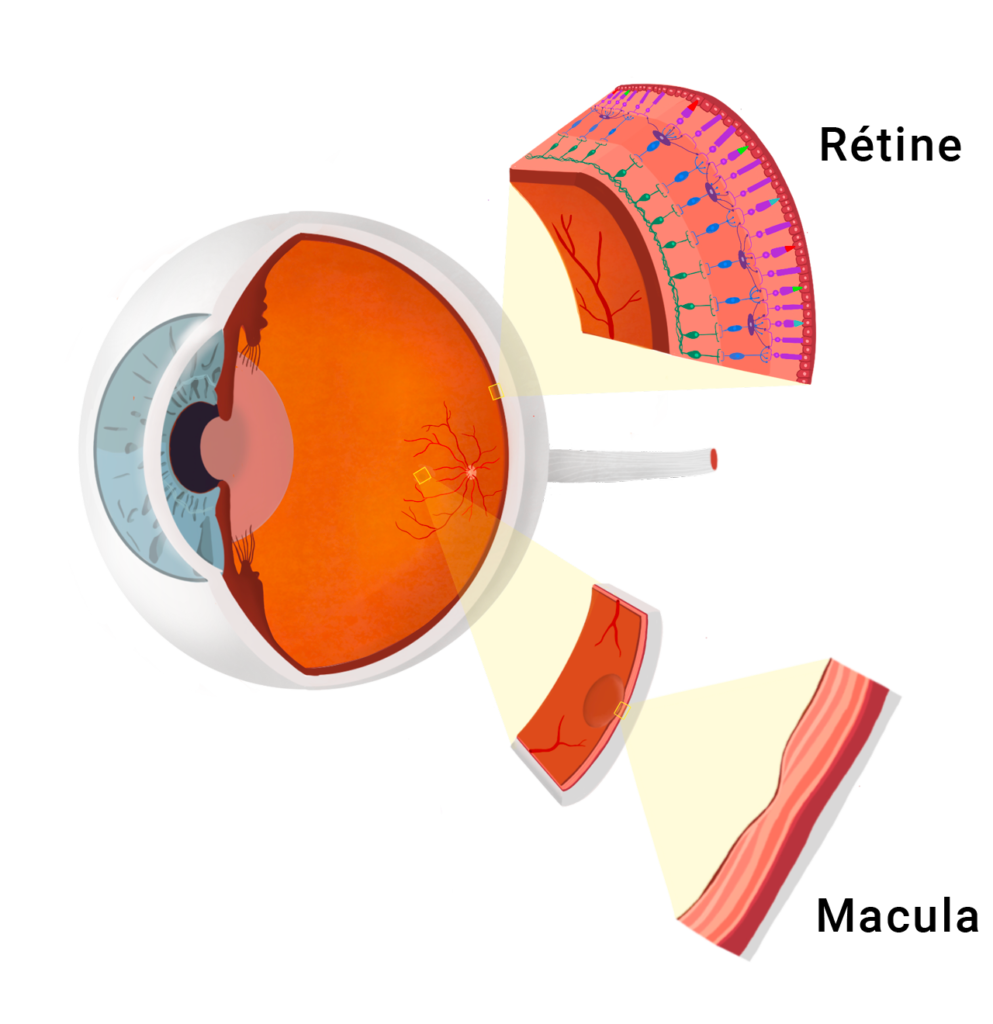 La rétine et la macula : définitions et pathologies